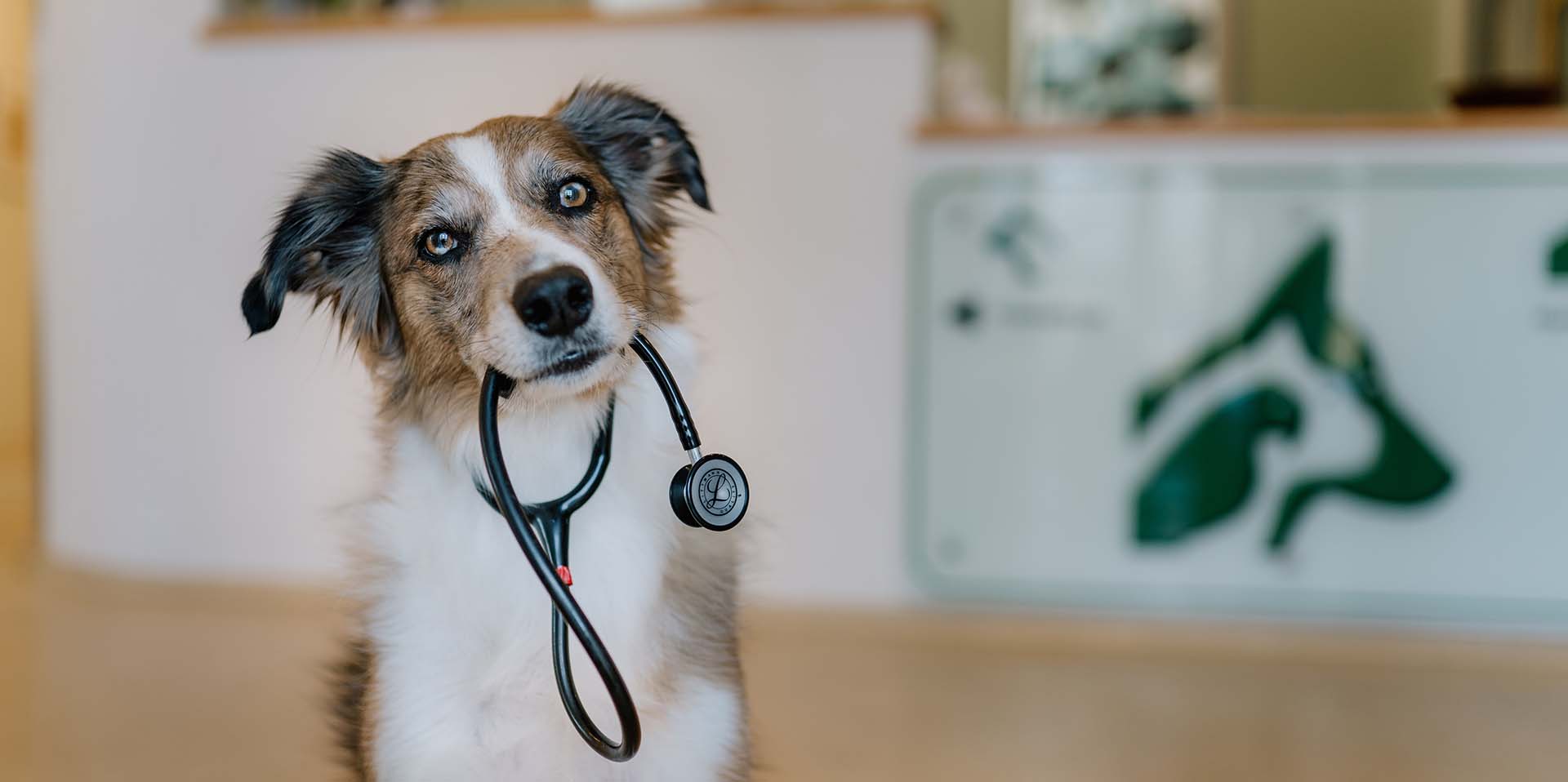 Vet-Zentrum Rosenheim | überregionale Tierarzt-Praxis - Vetzentrum ...